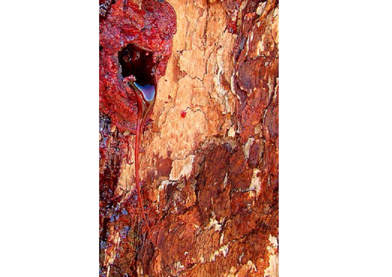 The Mysterious Bloodwood Tree Of South Africa