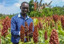 10 Most Produced Cash Crops In Africa | I Love Africa
