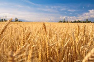 10 Most Produced Cash Crops in Africa | I Love Africa