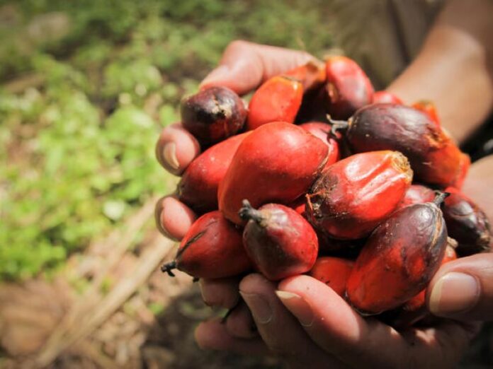 15 Amazing African Fruits To Try | I Love Africa