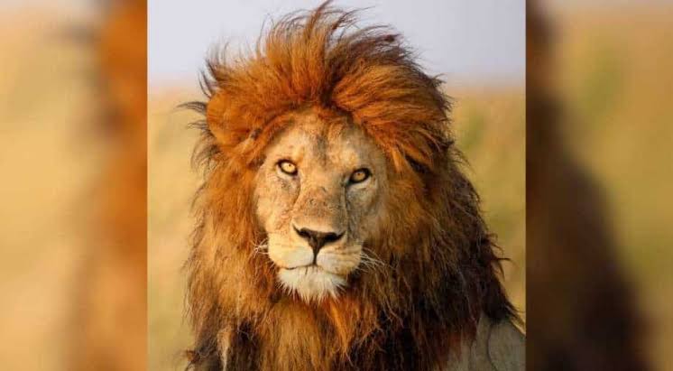 Famously Loved Lion Bob Junior, Known As "King Of The Serengeti ...