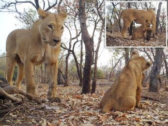 Famously Loved Lion Bob Junior, Known As "King Of The Serengeti ...