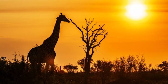 Interesting And Unusual Facts About Africa That You Might Find ...