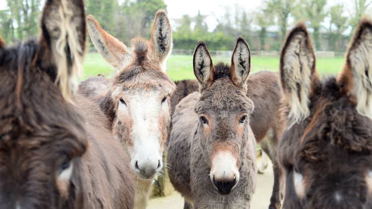 Historic Ban On Cruel Donkey Skin Trade Enacted By African Union | I ...